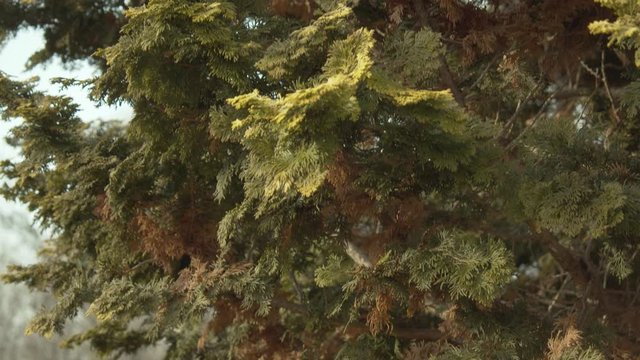 รูปภาพHinoki – เลือกดูภาพถ่ายสต็อก เวกเตอร์ และวิดีโอ8,298 | Adobe Stock