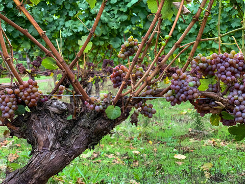 "Grape Cluster" Images – Browse 483 Stock Photos, Vectors, and Video ...