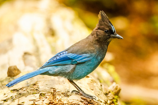 "Stellar Jay" Images – Browse 1,440 Stock Photos, Vectors, and Video | Adobe Stock