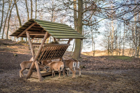 Futterkrippe-Bilder: Stock-Fotos & -Videos. | Adobe Stock