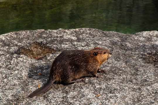Castoridae Bilder – Durchsuchen 587 Archivfotos, Vektorgrafiken und ...