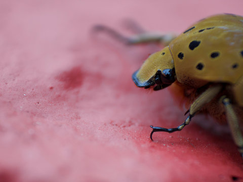 รูปภาพBicho – เลือกดูภาพถ่ายสต็อก เวกเตอร์ และวิดีโอ19,093 | Adobe Stock