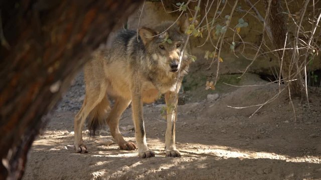 Arizona Wolf 影像 – 瀏覽 247 個素材庫相片、向量圖和影片 | Adobe Stock