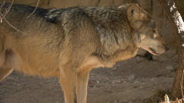 Arizona Wolf 影像 – 瀏覽 606 個素材庫相片、向量圖和影片 | Adobe Stock