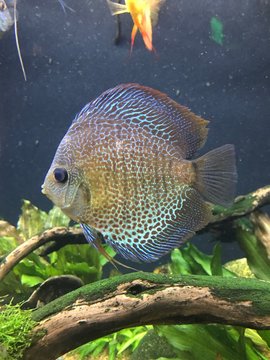 "Spot Fish" Imagens – Procure 534 fotos, vetores e vídeos | Adobe Stock