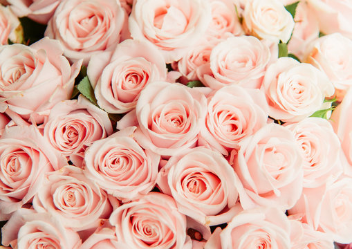 Light Pink Roses Tumblr Background