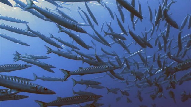 Barracuda Bilder – Durchsuchen 11,370 Archivfotos, Vektorgrafiken und Videos | Adobe Stock