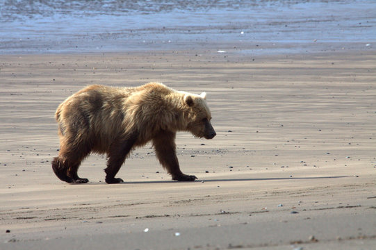 "Female Bear" Bilder – Durchsuchen 179 Archivfotos, Vektorgrafiken und ...