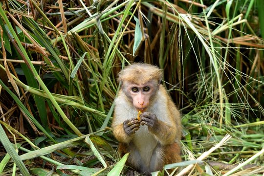 รูปภาพRilawa – เลือกดูภาพถ่ายสต็อก เวกเตอร์ และวิดีโอ117 | Adobe Stock