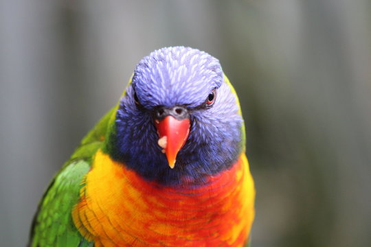 รูปภาพPapagai – เลือกดูภาพถ่ายสต็อก เวกเตอร์ และวิดีโอ214 | Adobe Stock