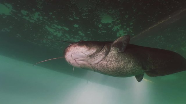 รูปภาพWels – เลือกดูภาพถ่ายสต็อก เวกเตอร์ และวิดีโอ2,237 | Adobe Stock