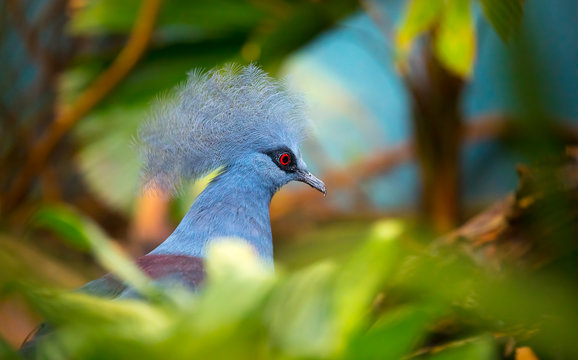 "Southern Crowned Pigeon" Images – Browse 180 Stock Photos, Vectors ...