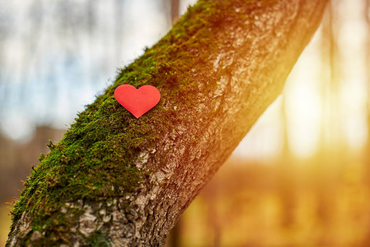 รูปภาพDendrophilia – เลือกดูภาพถ่ายสต็อก เวกเตอร์ และวิดีโอ93 | Adobe Stock
