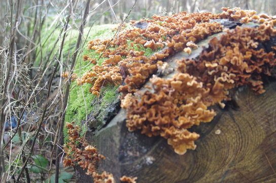 รูปภาพVerwesung – เลือกดูภาพถ่ายสต็อก เวกเตอร์ และวิดีโอ735 | Adobe Stock