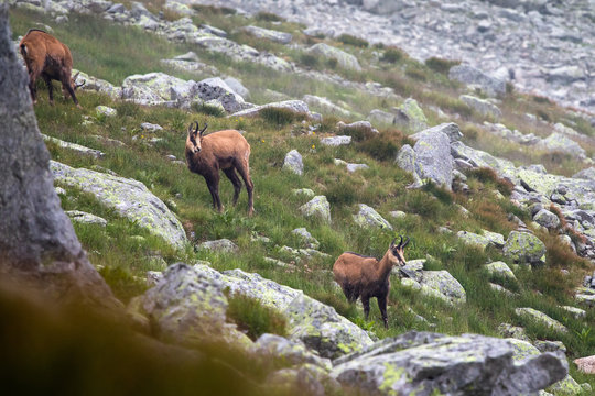 Chamoix bilder – Bläddra bland 183 stockfoton, vektorer och videor ...