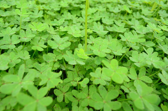 Trevol Images – Browse 27 Stock Photos, Vectors, and Video | Adobe Stock