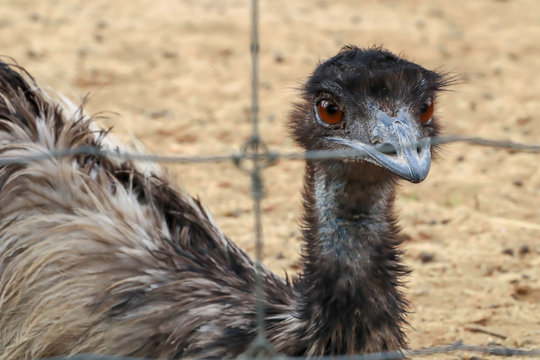 "Emu Looking" Images – Browse 37 Stock Photos, Vectors, and Video ...