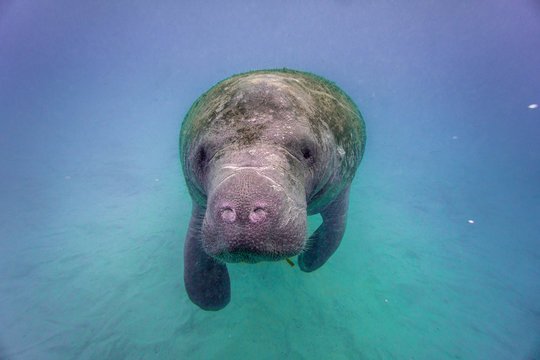 "North American Manatee" Images – Browse 165 Stock Photos, Vectors, and ...