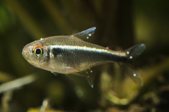 「Neonka」の写真素材 | 21件の無料イラスト画像 | Adobe Stock