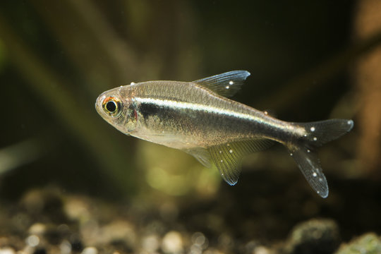 「Neonka」の写真素材 | 21件の無料イラスト画像 | Adobe Stock