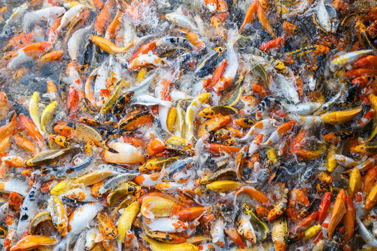 Romaji Billeder – Gennemse 165 stockfotos, vektorer og videoer | Adobe Stock