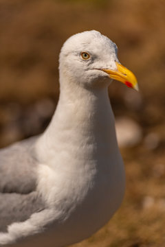「Laridae」の画像 - 13,774 件の Stock 写真、ベクターおよびビデオ | Adobe Stock