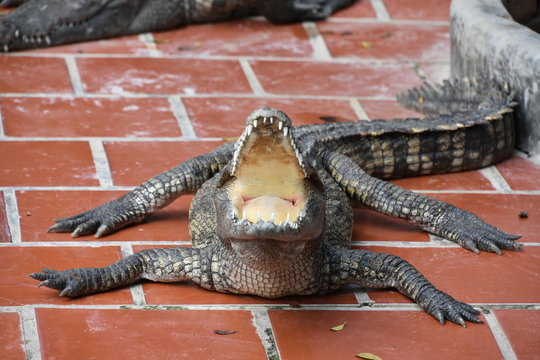 รูปภาพKrokodile – เลือกดูภาพถ่ายสต็อก เวกเตอร์ และวิดีโอ1,305 | Adobe Stock