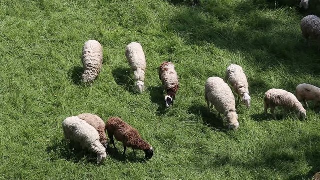 Ovine Video Footage – Browse 530 HD Stock Video and Footage | Adobe Stock