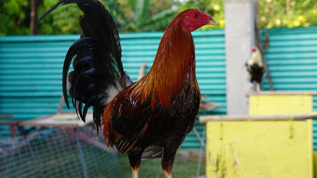 Gamefowl Images – Browse 16,652 Stock Photos, Vectors, and Video ...