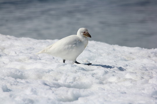 "Snowy Sheathbill" Images – Browse 357 Stock Photos, Vectors, and Video ...