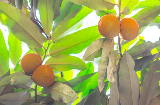 รูปภาพMabolo – เลือกดูภาพถ่ายสต็อก เวกเตอร์ และวิดีโอ298 | Adobe Stock