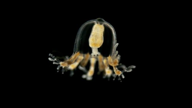 รูปภาพHydromedusa – เลือกดูภาพถ่ายสต็อก เวกเตอร์ และวิดีโอ127 | Adobe Stock