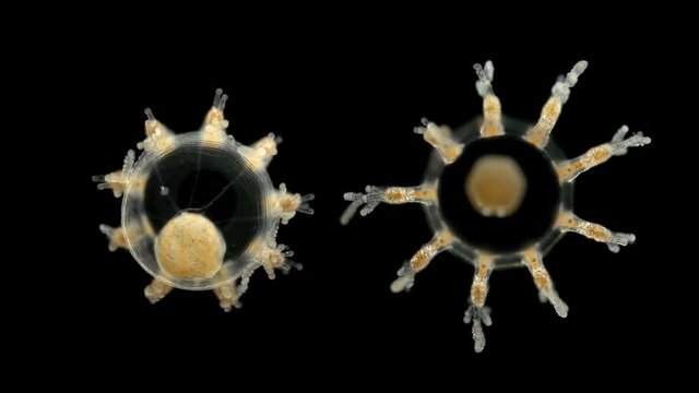 รูปภาพHydromedusa – เลือกดูภาพถ่ายสต็อก เวกเตอร์ และวิดีโอ127 | Adobe Stock