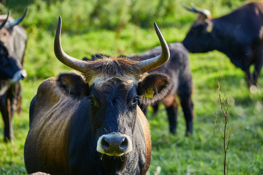 Auerrind Bilder – Durchsuchen 125 Archivfotos, Vektorgrafiken und ...
