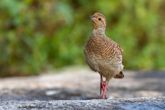 "Grey Francolin" Images – Browse 598 Stock Photos, Vectors, and Video ...