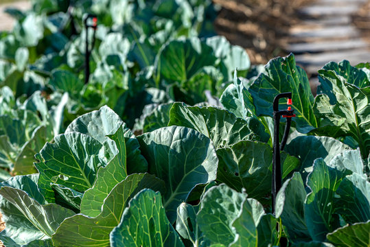 "Water Cabbage" Images – Browse 1,541 Stock Photos, Vectors, and Video ...