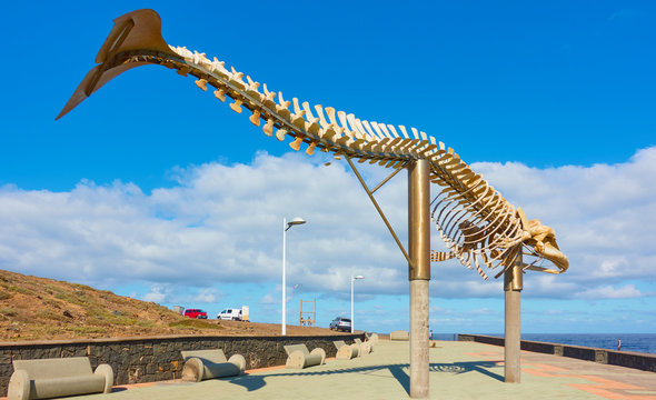 Seiwal Bilder – Durchsuchen 76 Archivfotos, Vektorgrafiken und Videos ...