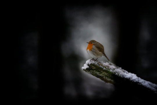 "Hoge " Images – Browse 62 Stock Photos, Vectors, and Video | Adobe Stock