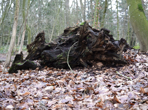 รูปภาพVerwesung – เลือกดูภาพถ่ายสต็อก เวกเตอร์ และวิดีโอ735 | Adobe Stock