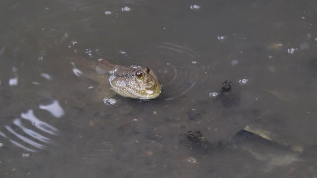 รูปภาพDipnoi – เลือกดูภาพถ่ายสต็อก เวกเตอร์ และวิดีโอ379 | Adobe Stock