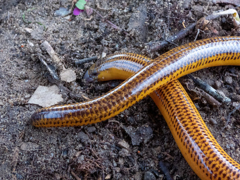 Legless bilder – Bläddra bland 2,165 stockfoton, vektorer och videor ...