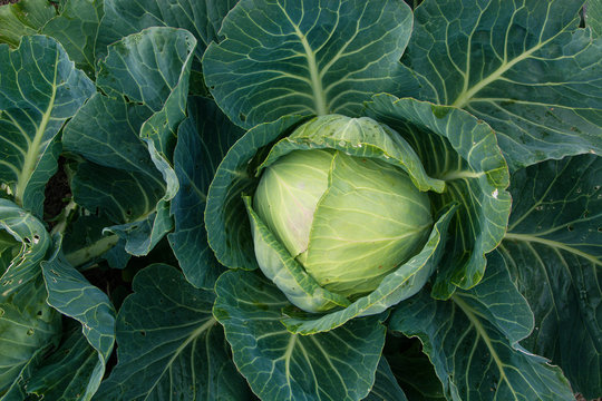 「Gabbage」の画像 - 115 件の Stock 写真、ベクターおよびビデオ | Adobe Stock