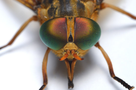 Dasselfliege Bilder – Durchsuchen 469 Archivfotos, Vektorgrafiken und ...