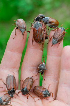 Maikaefer bilder – Bläddra bland 57 stockfoton, vektorer och videor ...