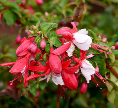 Fuchsie Images – Browse 542 Stock Photos, Vectors, and Video | Adobe Stock