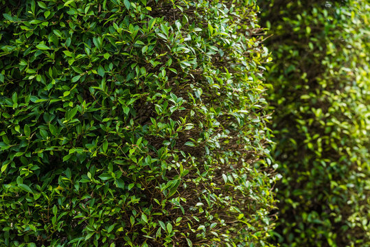 "Ficus Annulata" Images – Browse 298 Stock Photos, Vectors, and Video ...