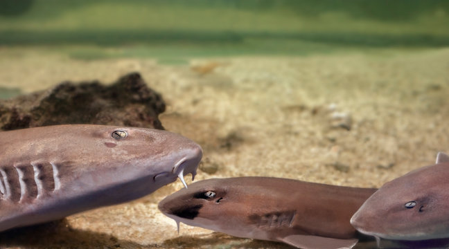 Bambushai-Bilder: Stock-Fotos & -Videos. | Adobe Stock