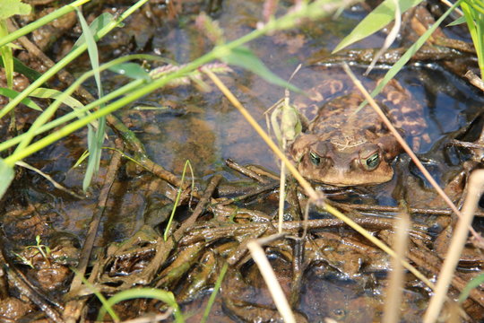 "Sapo Bilder – Durchsuchen 2,462 Archivfotos, Vektorgrafiken und Videos ...