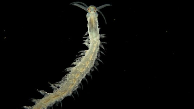 รูปภาพRagworm – เลือกดูภาพถ่ายสต็อก เวกเตอร์ และวิดีโอ402 | Adobe Stock