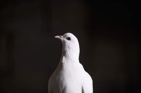pazyuk photos, images, assets | Adobe Stock
